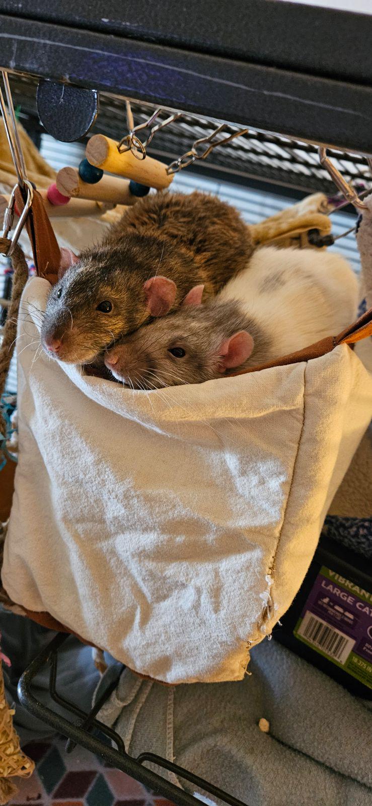 Both of my Rats shaking their head? | Scrolller