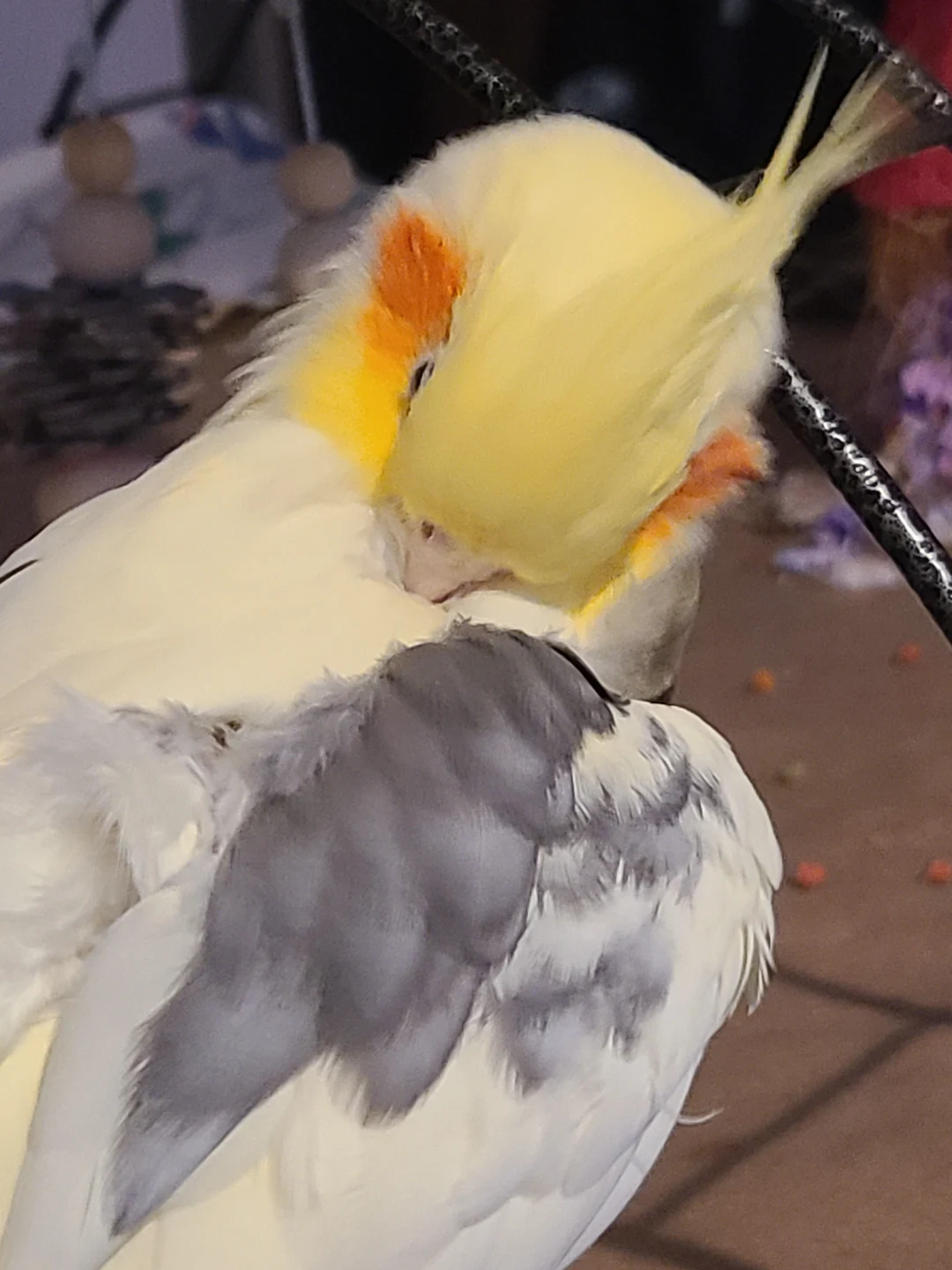 Preening his extra winter fluff | Scrolller