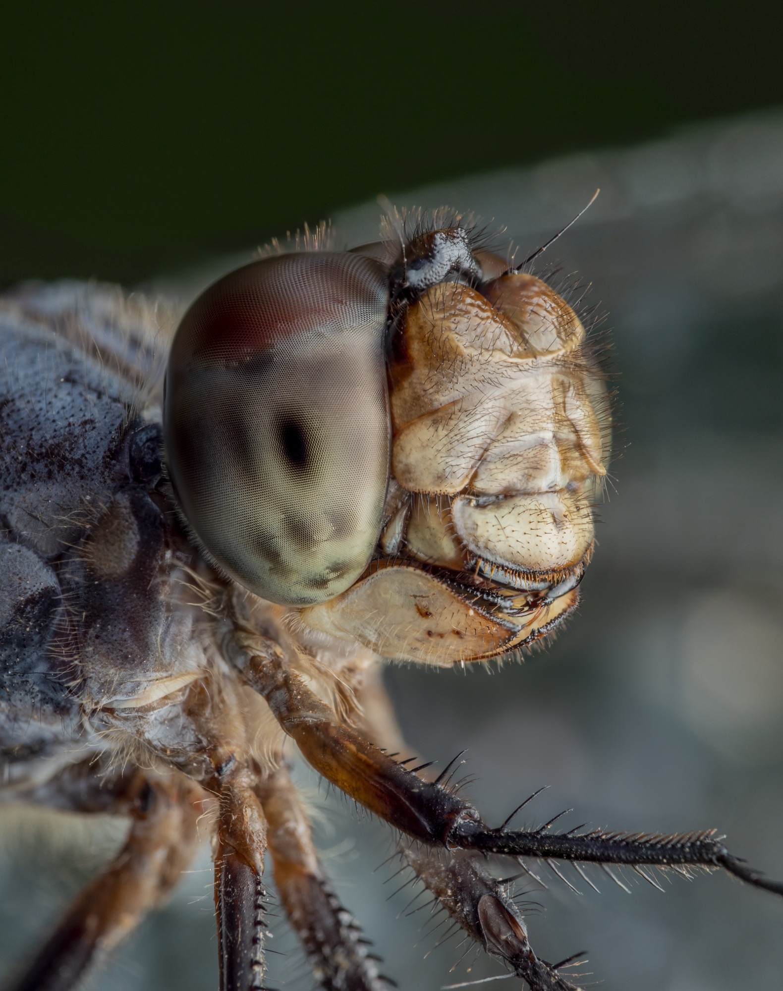 Dragonfly | Scrolller