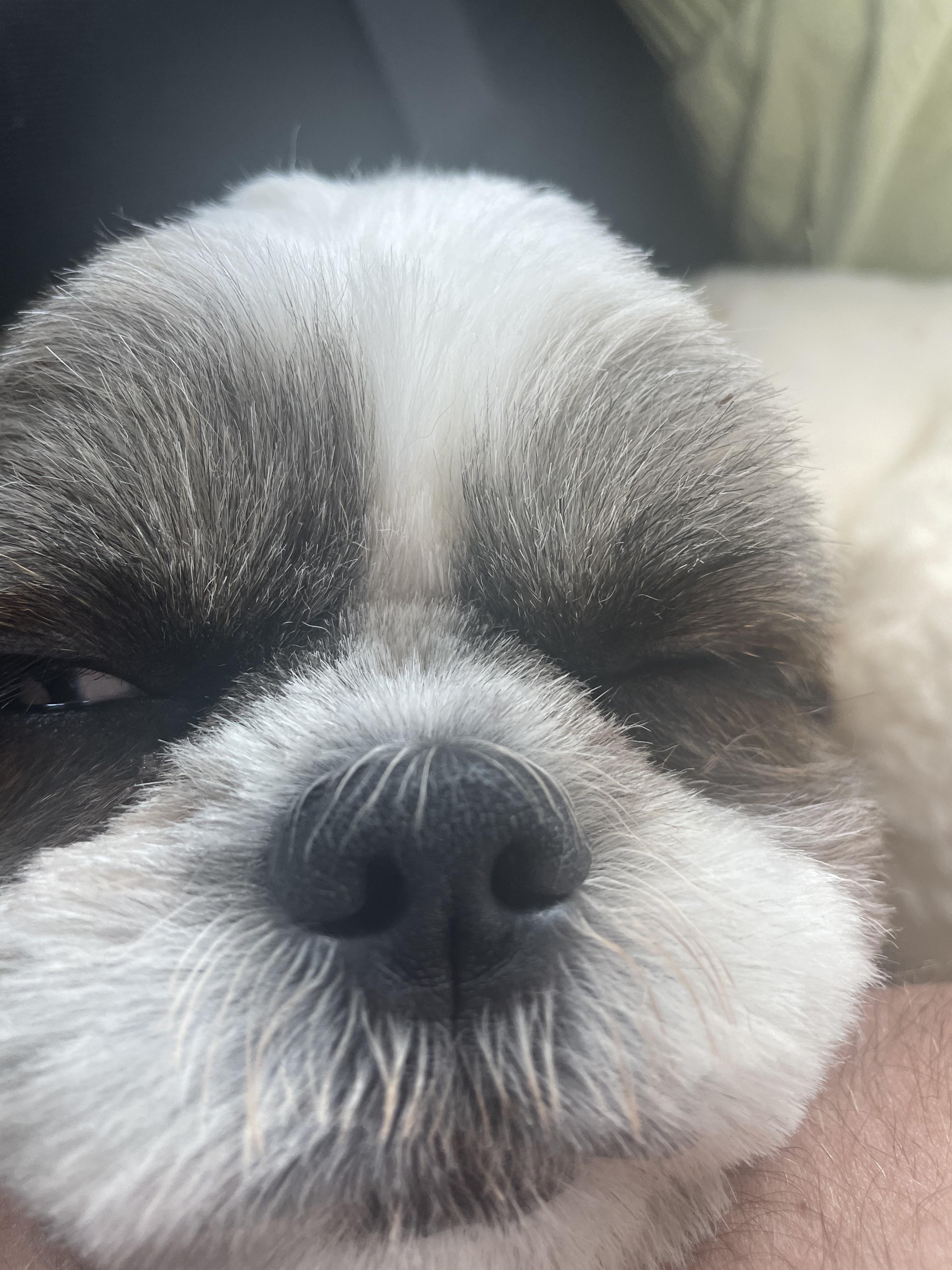 Rio likes car drives | Scrolller