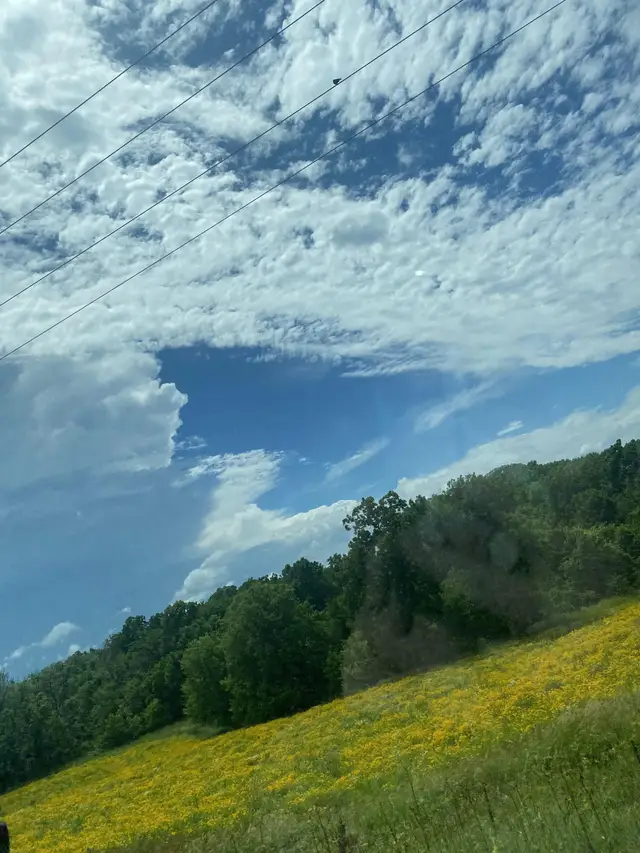 Loving the fields of wildflowers in summer 🥰 | Scrolller