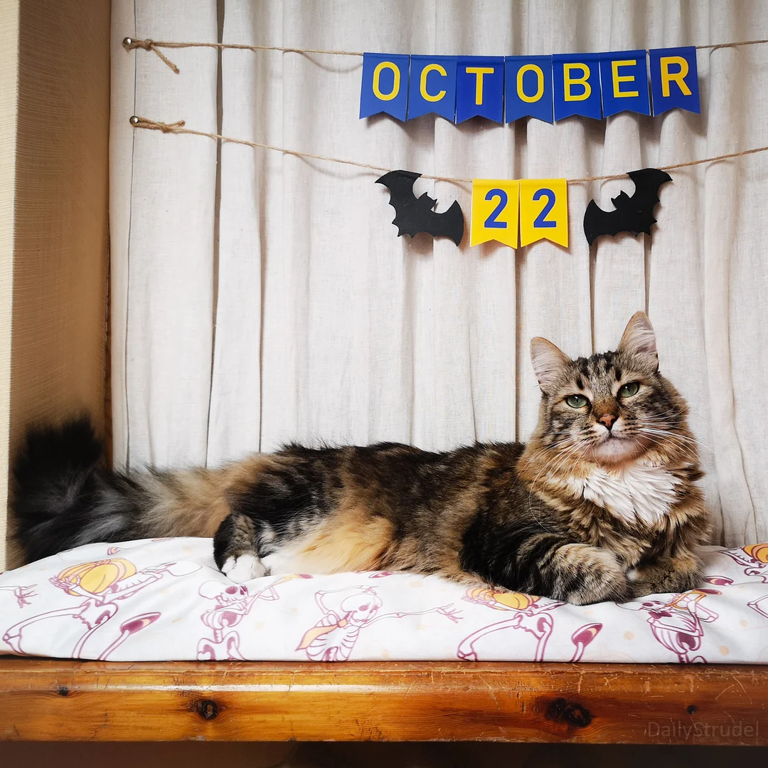 October 22 | Scrolller