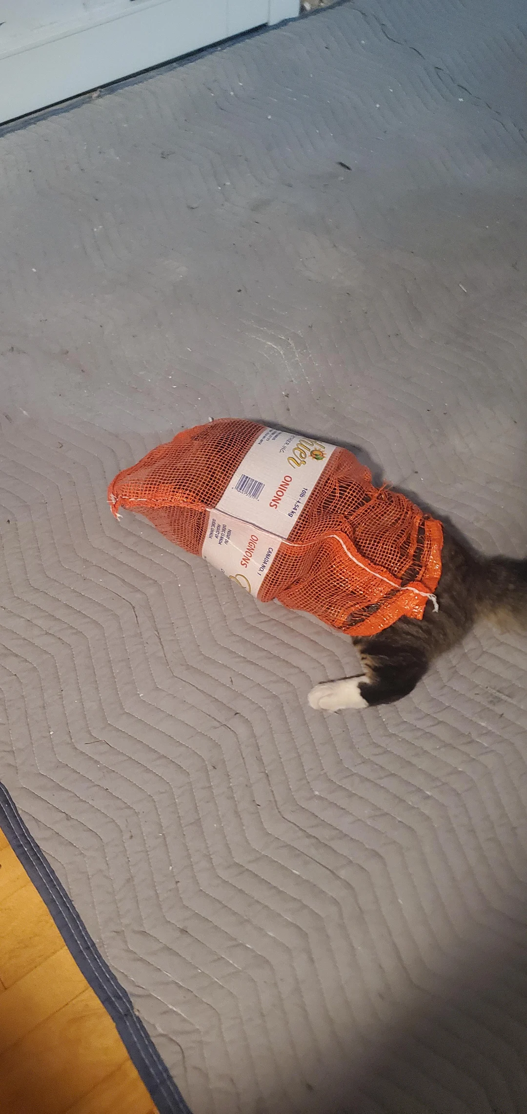 cat has been sucsessfully captured in onion bag | Scrolller