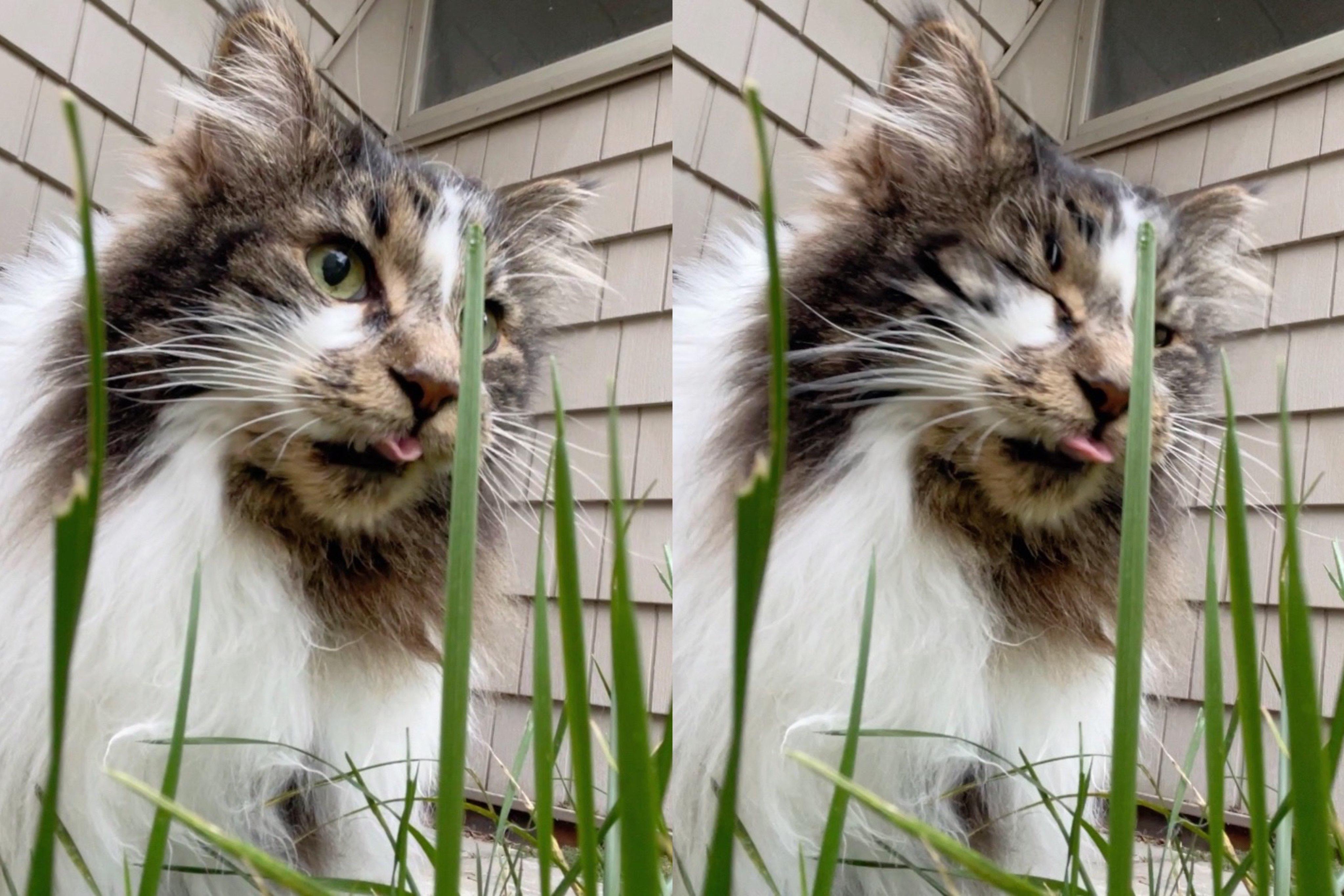 Blep during supervised outside grass eating time | Scrolller