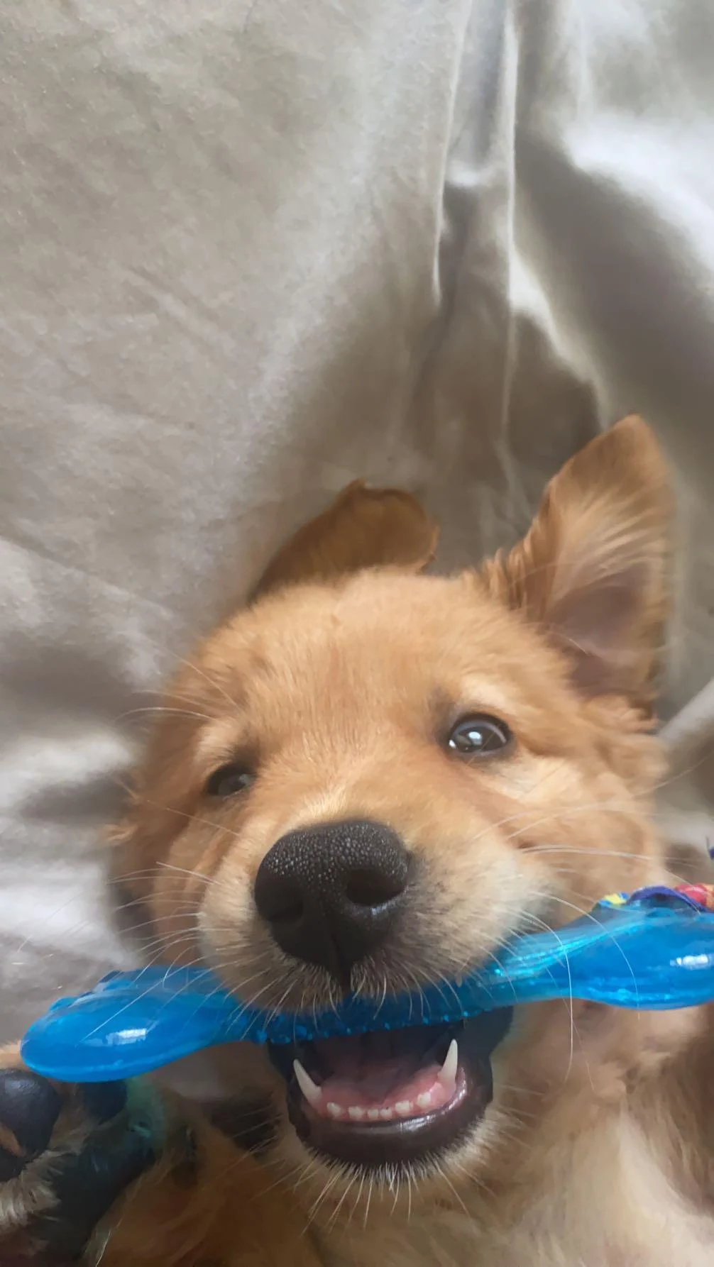 Happy Pup | Scrolller