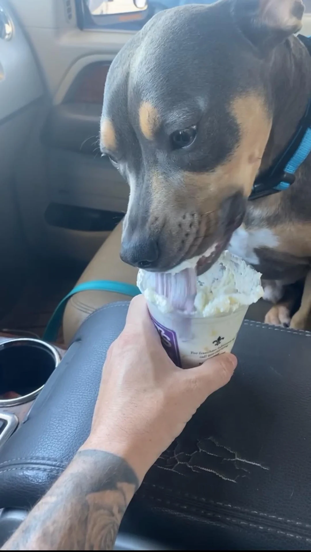 Gimme all the pup cups | Scrolller