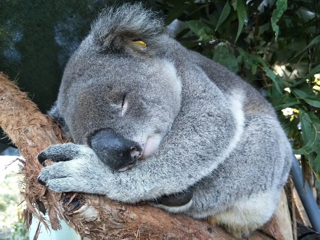Soo sweet this little koala! | Scrolller