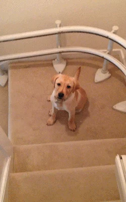 A cute puppy stepping down the stairs | Scrolller