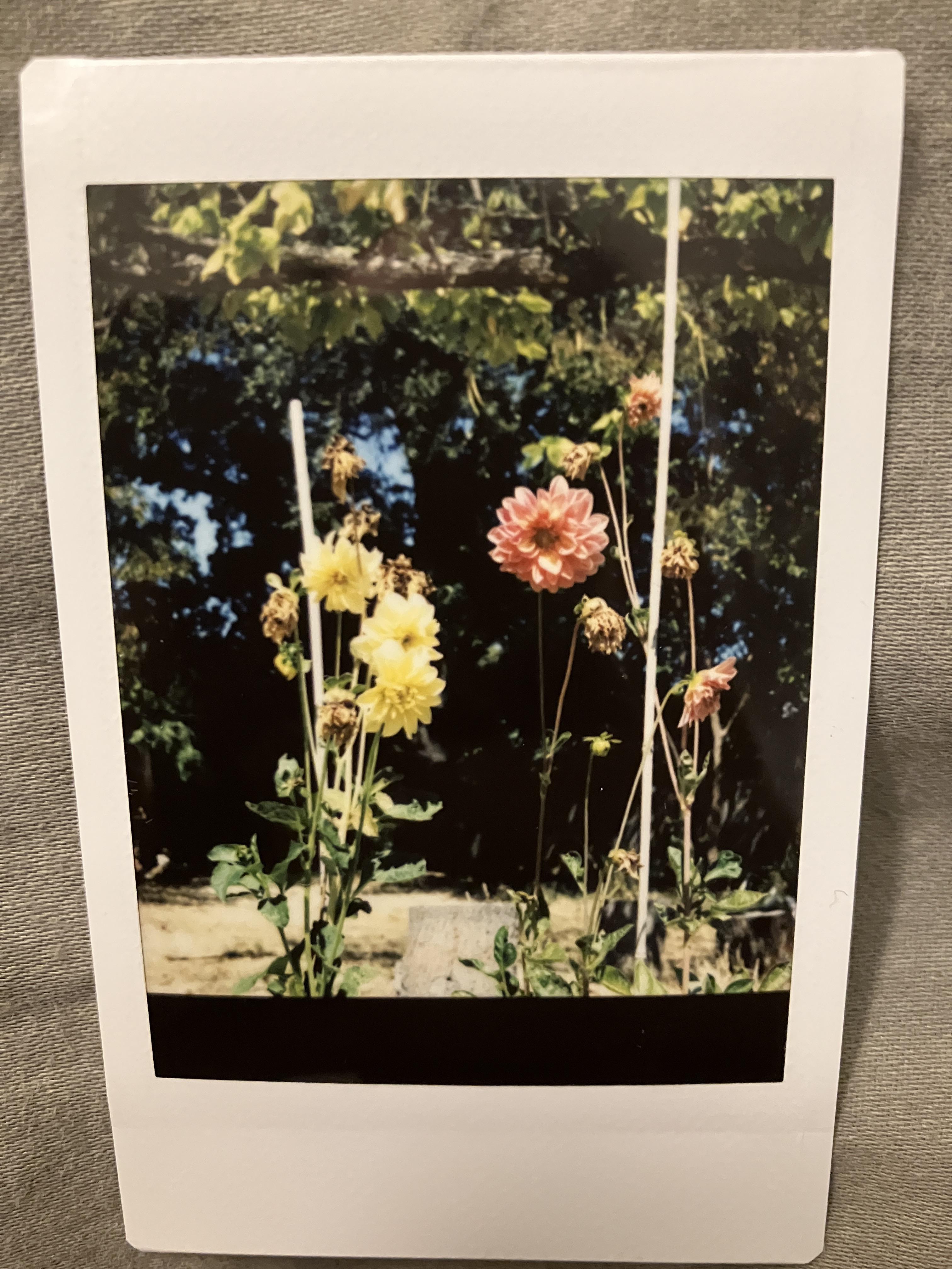 Yashicaflex with instax film | Scrolller