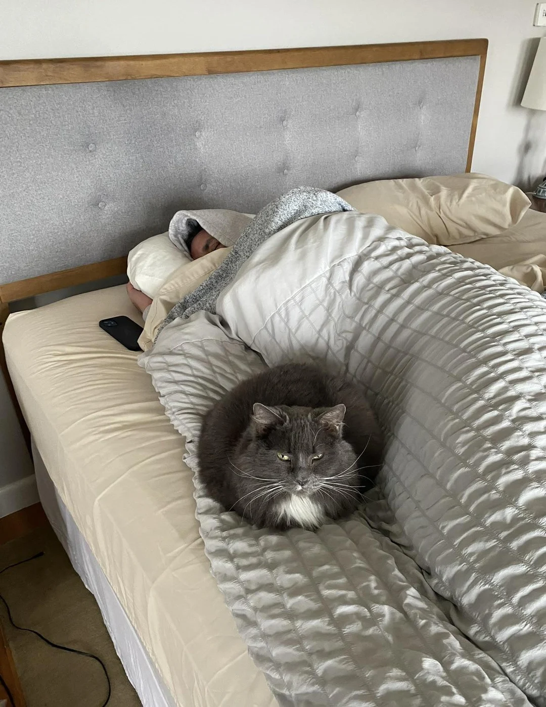 Cat loafing next to Father | Scrolller