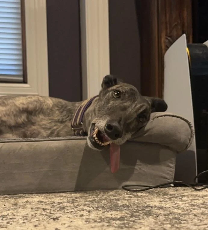 Mega blep | Scrolller