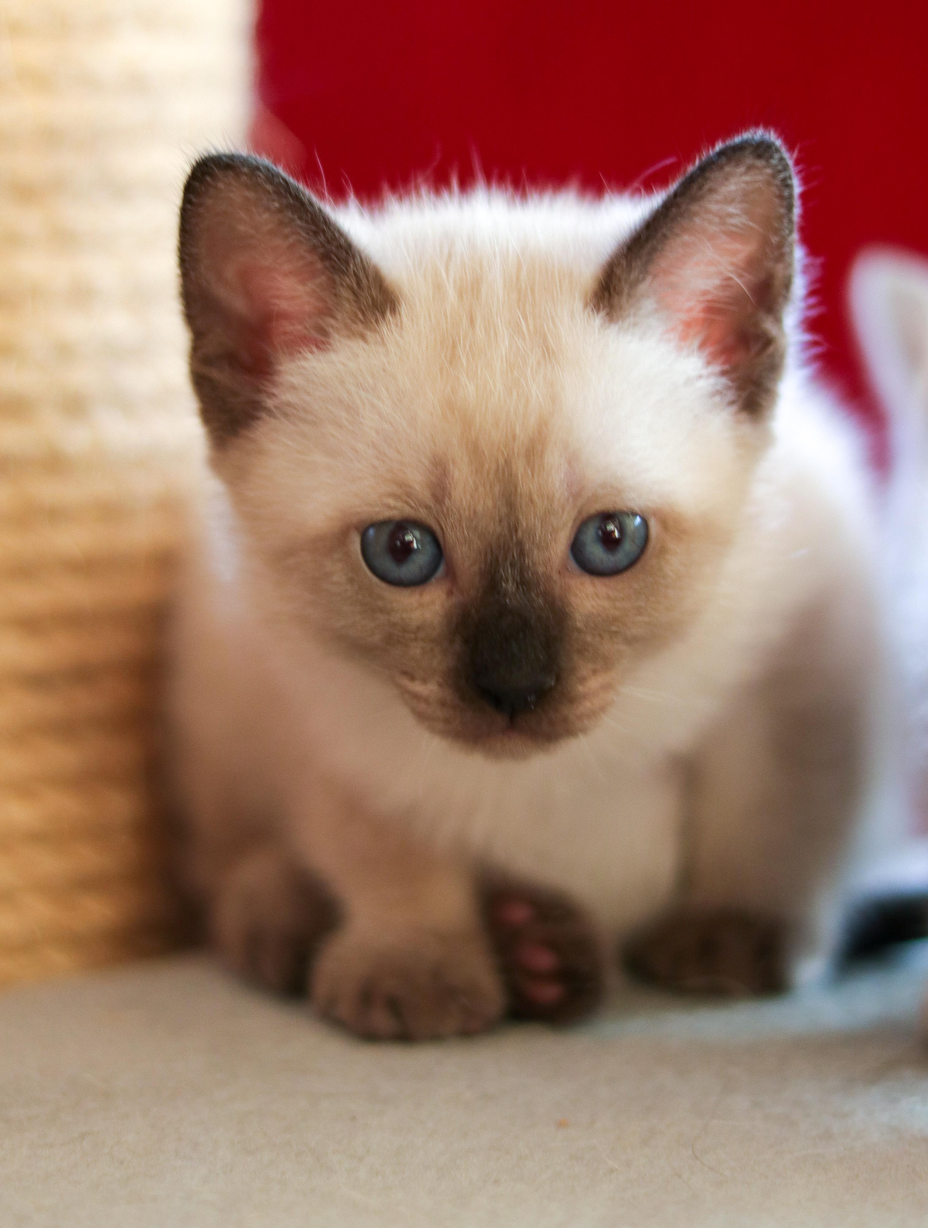 Mr Blueberry Eyes (OC) | Scrolller