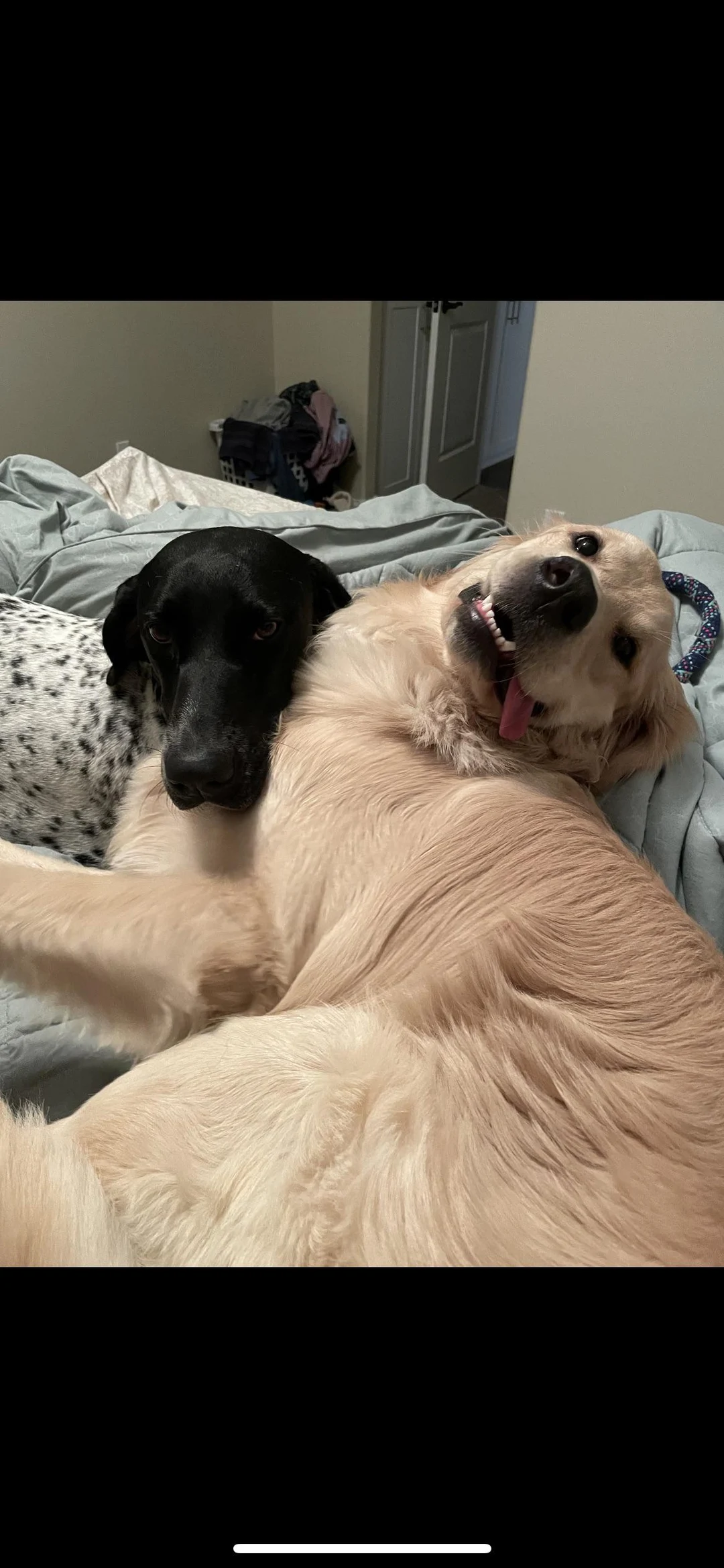 Pinky and the Brain | Scrolller