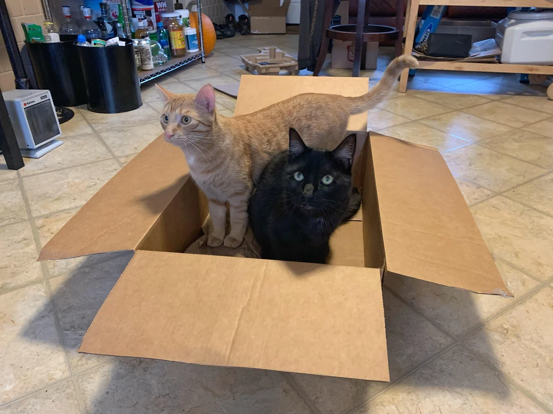 This trap works good! I caught a Batty Kat and Shredder. | Scrolller