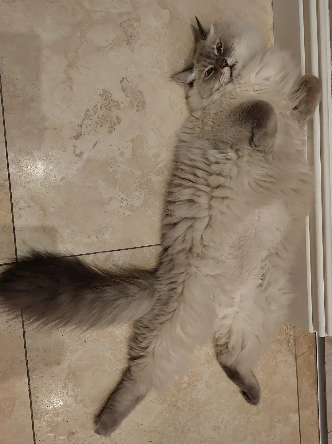 Floofy!!! | Scrolller