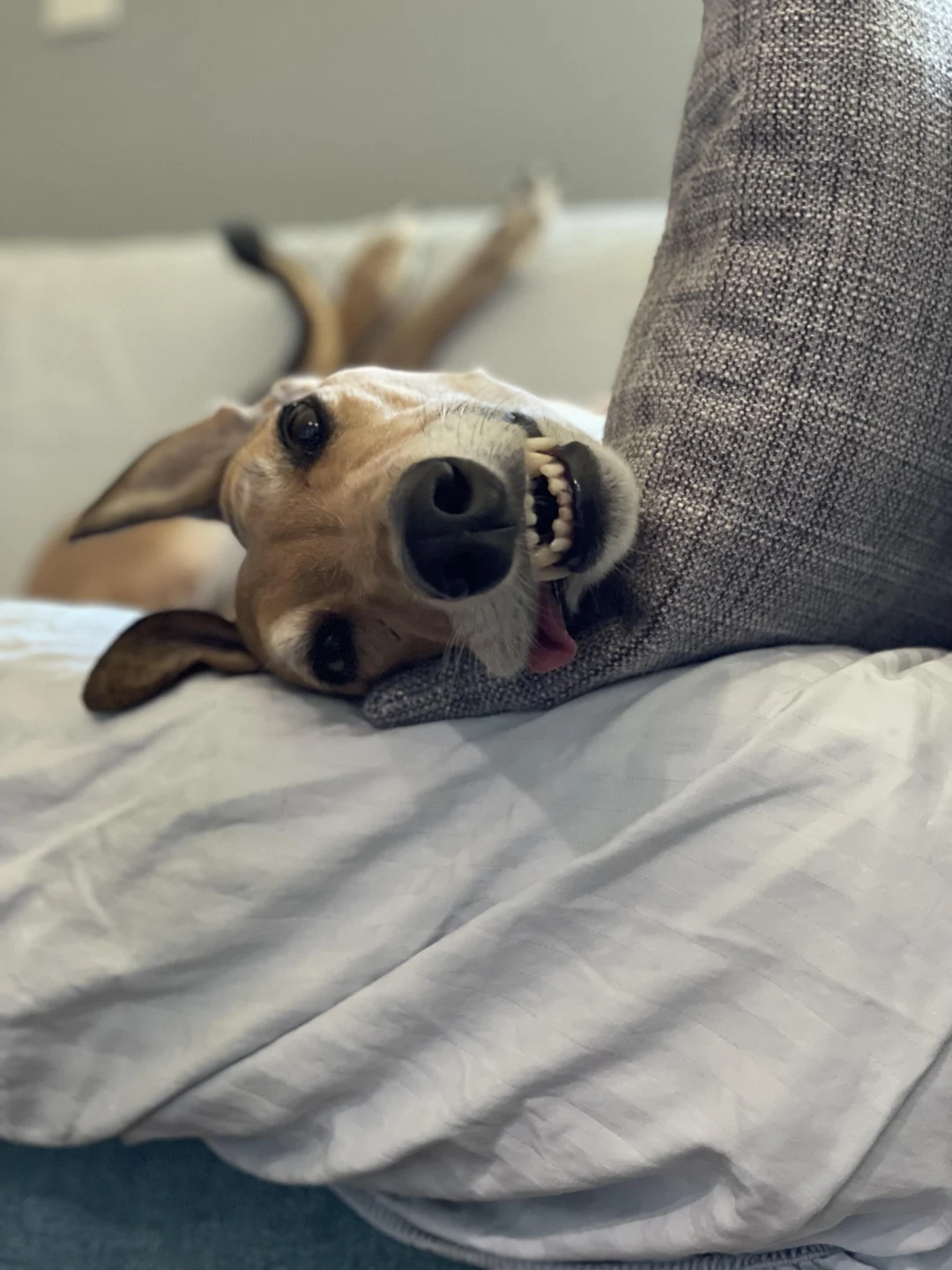 Portrait mode blep for TonguesOutTuesday. | Scrolller