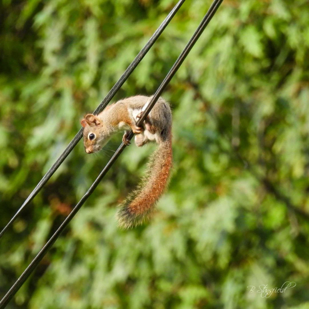 Don’t jump, Ginger! Her high wire act just got real! | Scrolller