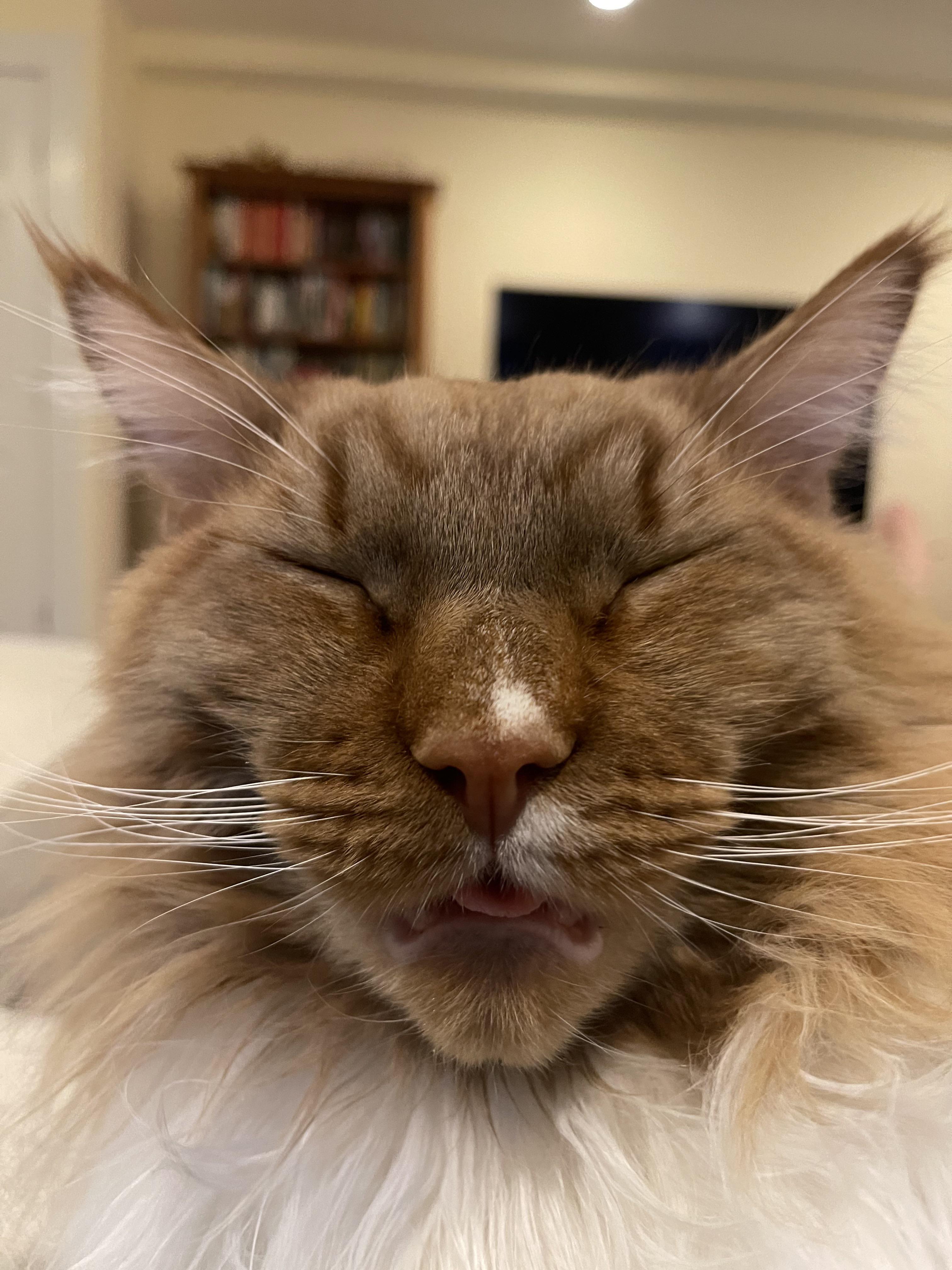 Orange Blep | Scrolller