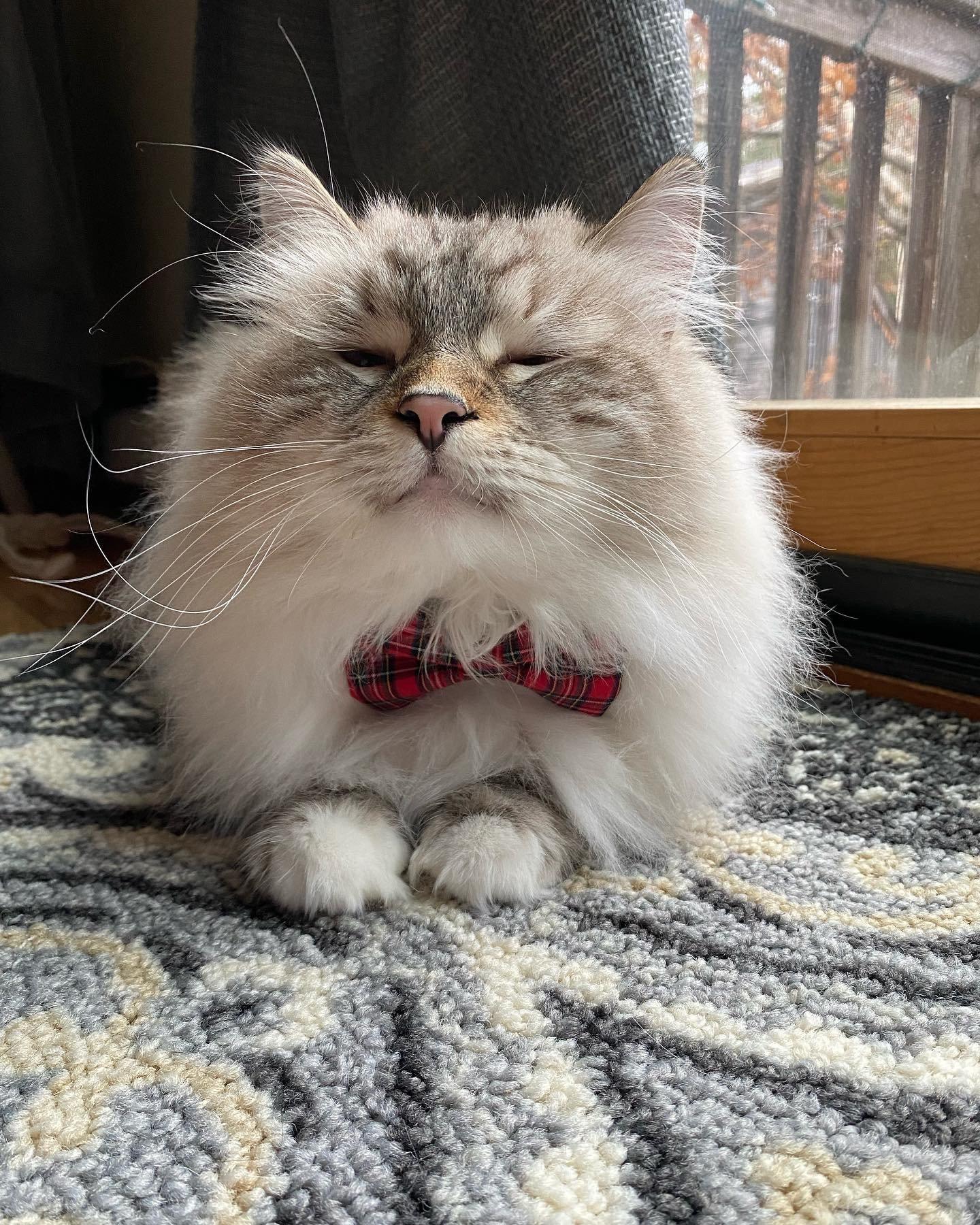 My favorite photo of my floof, Simon | Scrolller