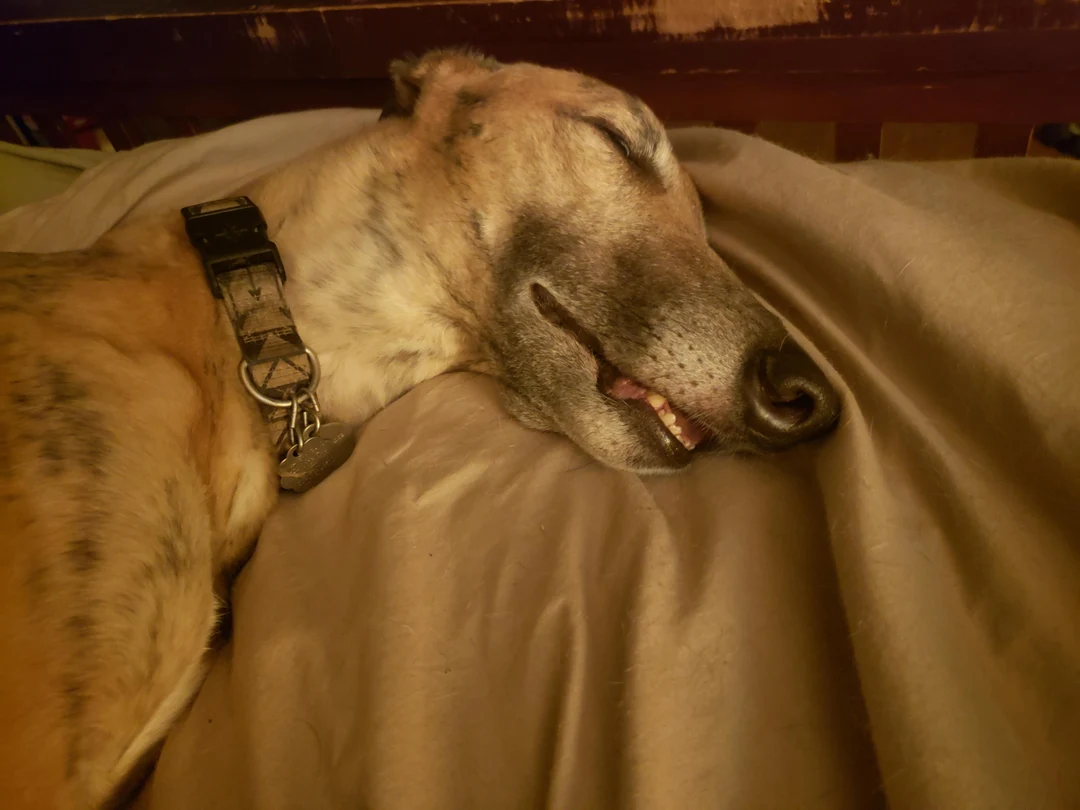 Sleepyhead | Scrolller