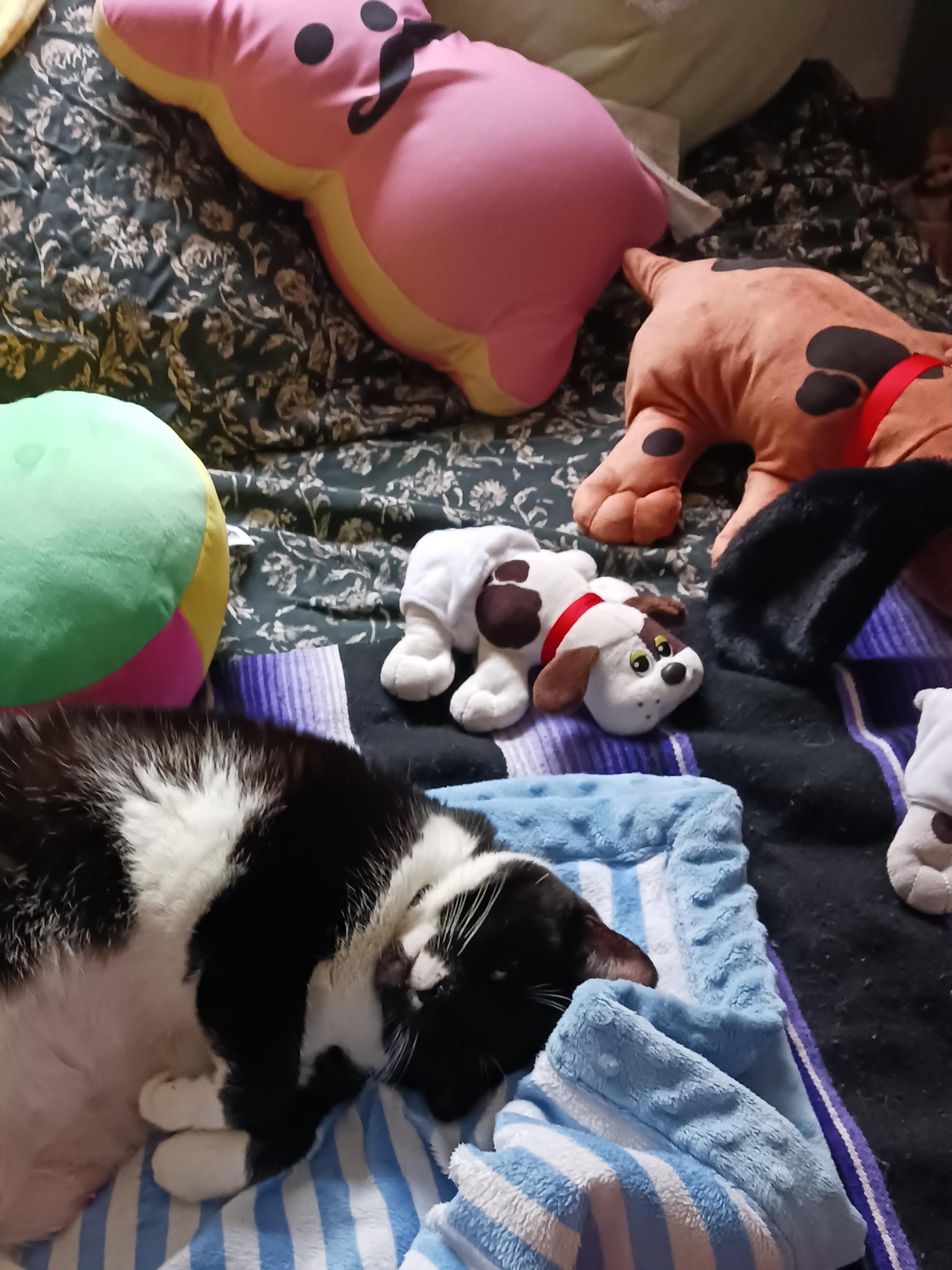 Chantilly with some of my stuffies | Scrolller