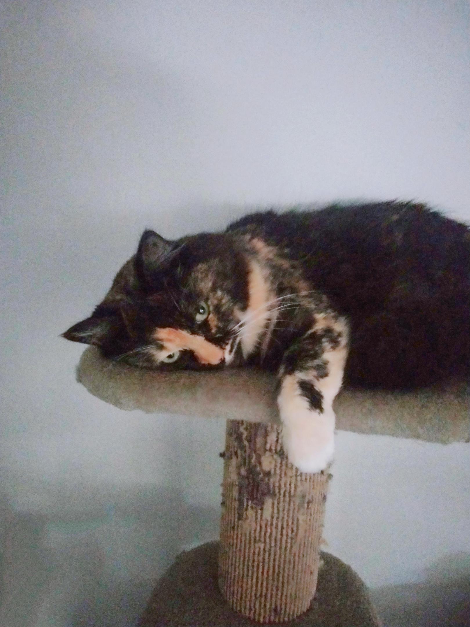 sleepy floof | Scrolller