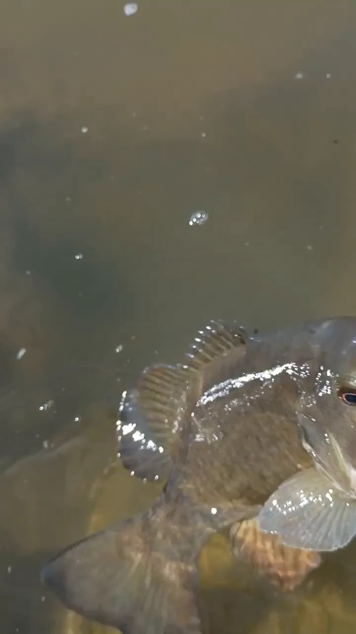 Goodbye buddy, thanks for playing | Scrolller