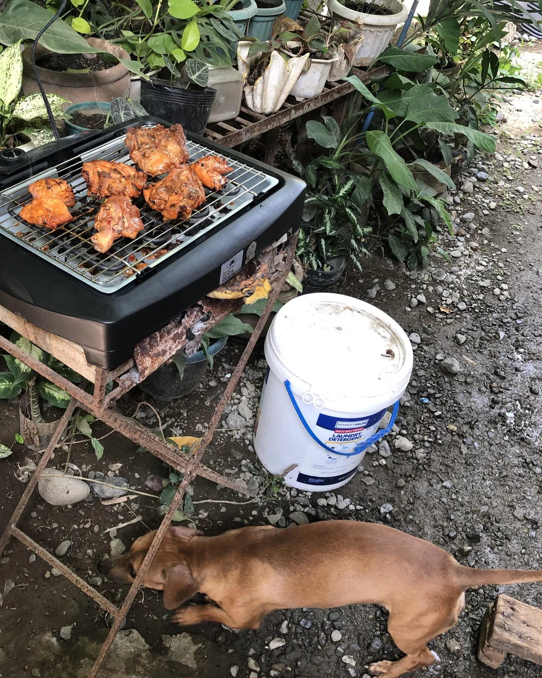 CHICKEN GOT OFF THE GRILL | Scrolller