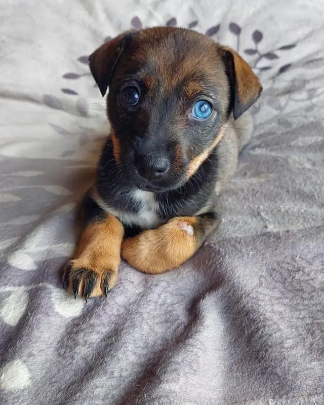 Little tommy | Scrolller