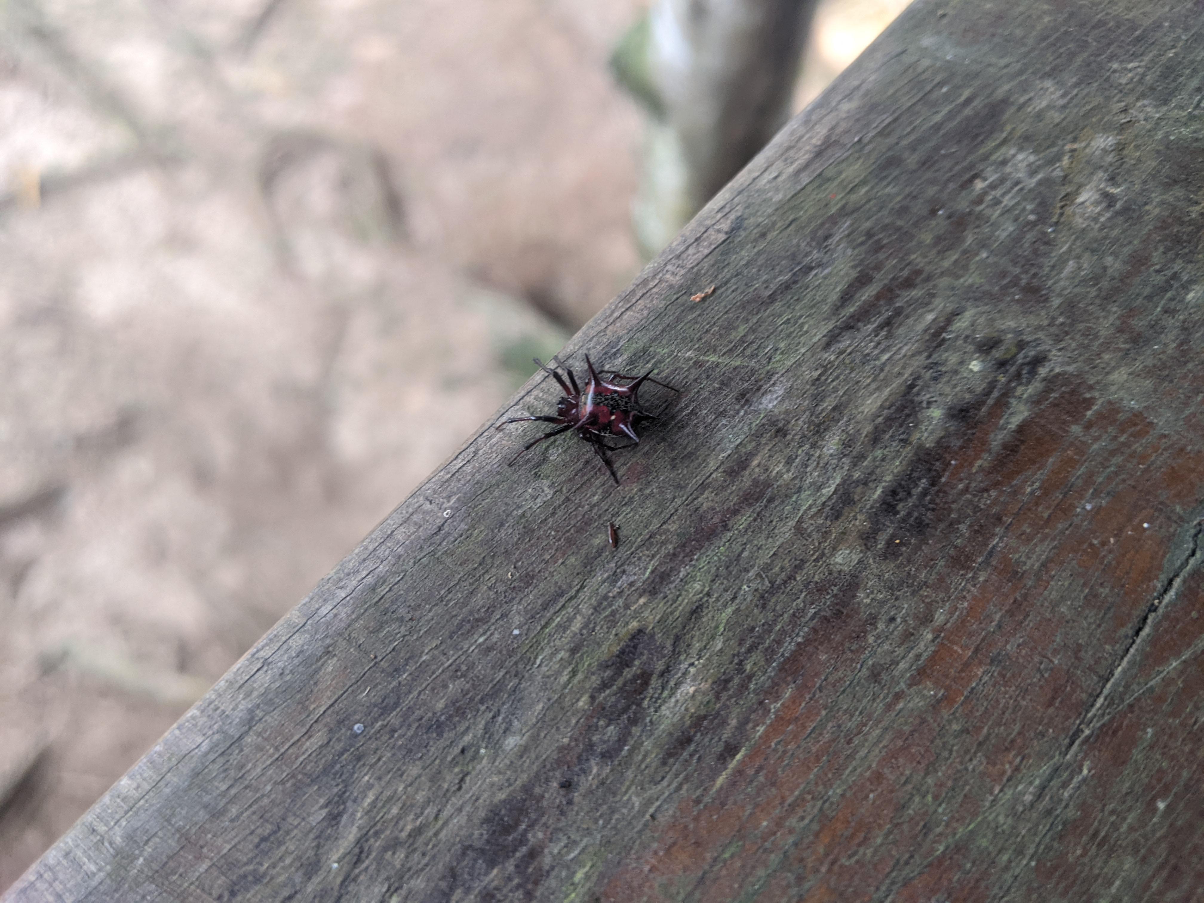 Brazilian spider | Scrolller