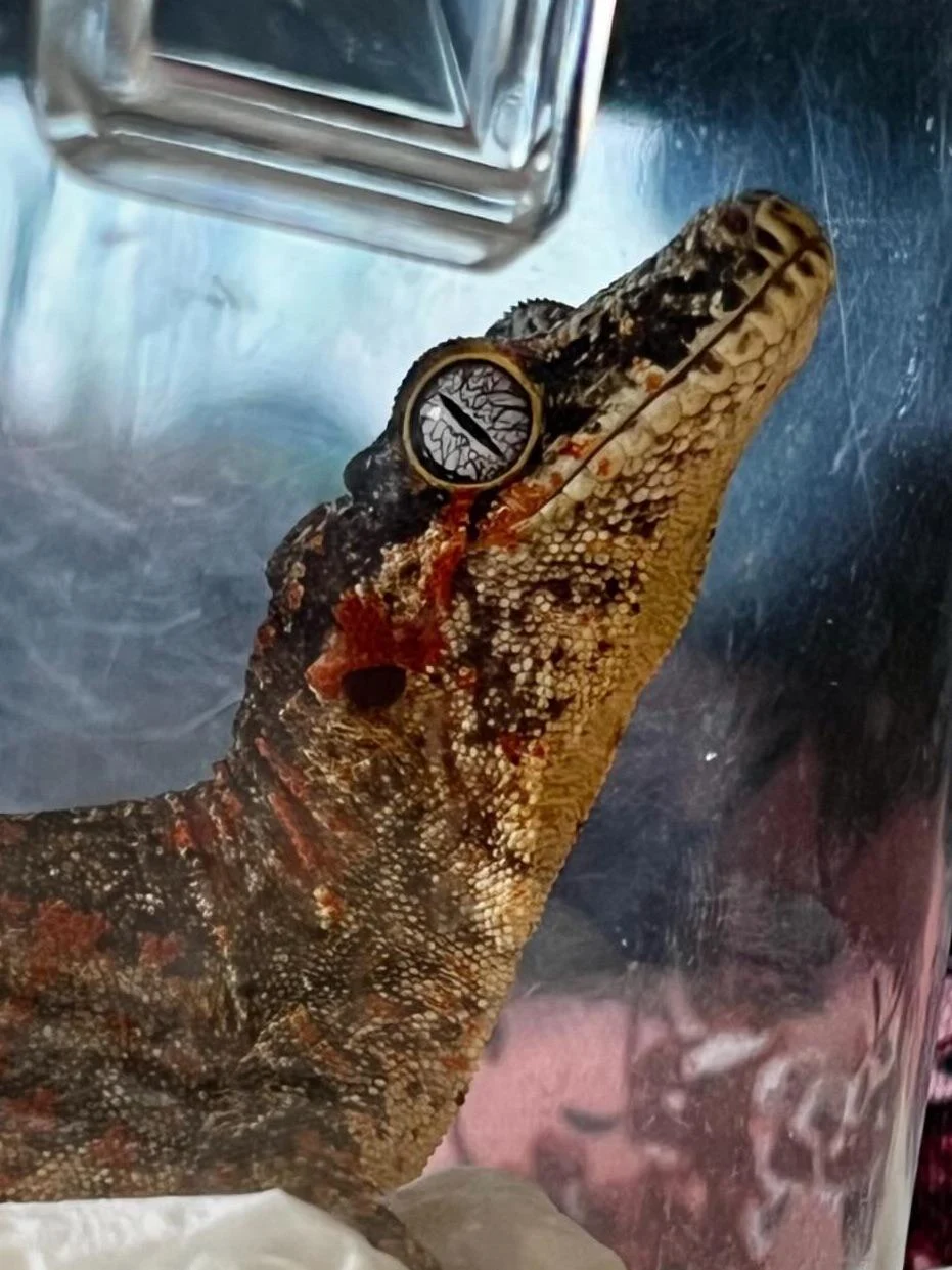My boyfriend’s new gargoyle gecko „Artus“ | Scrolller