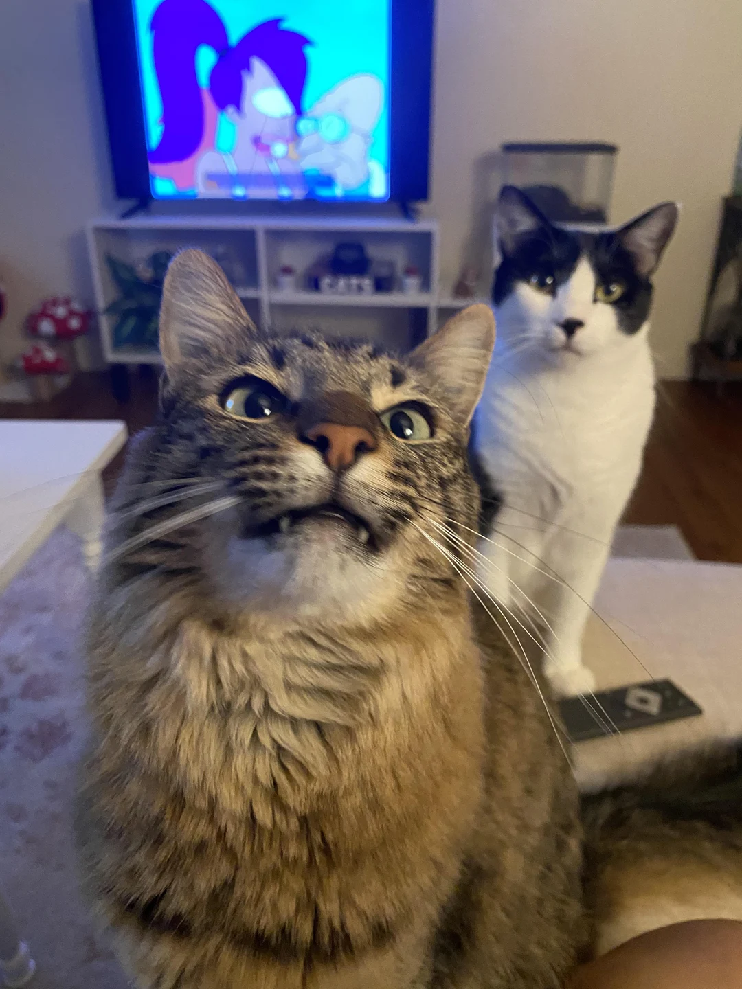 Dumb and dumber | Scrolller