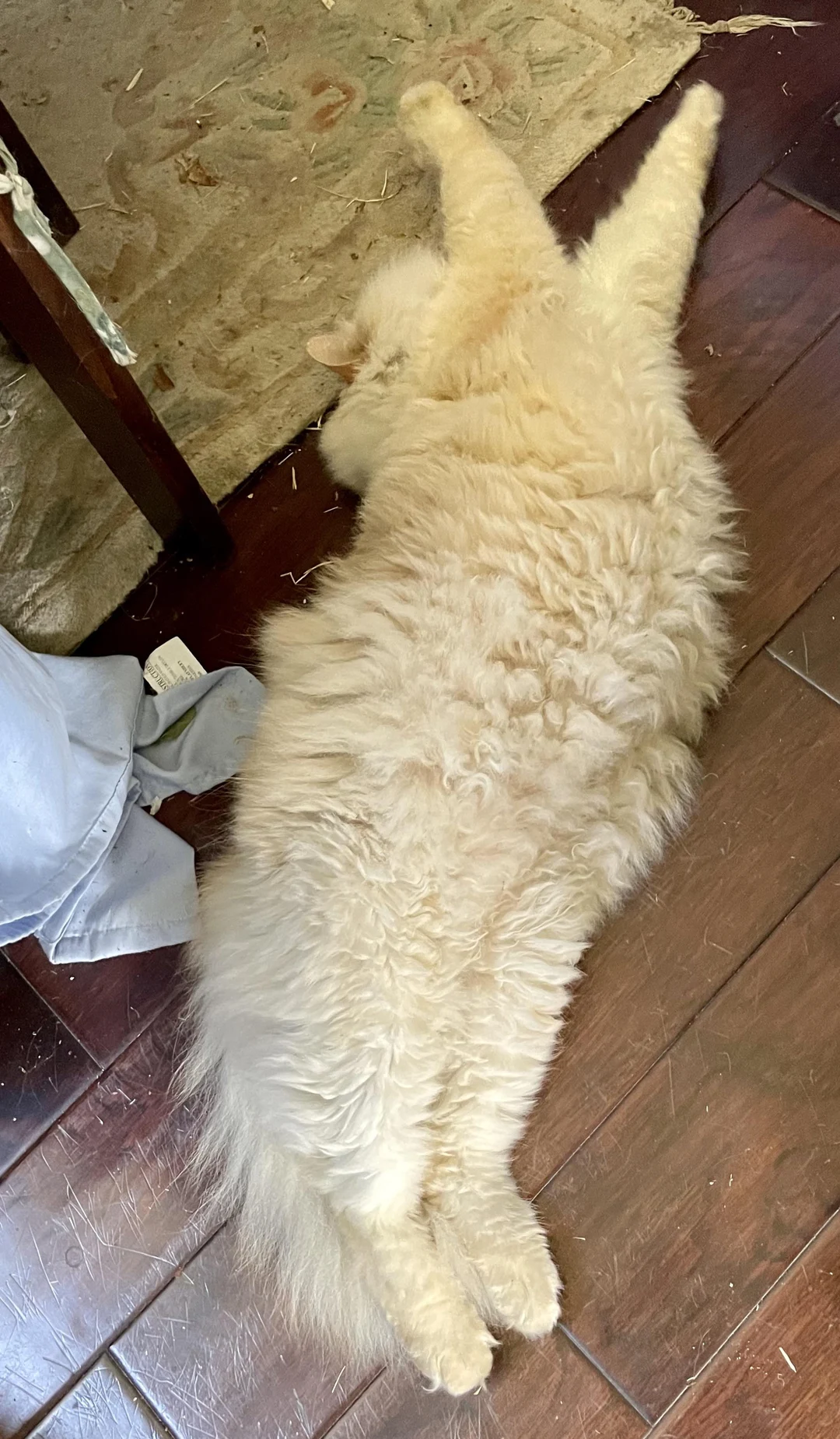 Floofy cat is floofy. | Scrolller