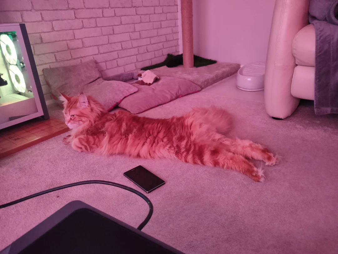 Grade A ginger sploot | Scrolller