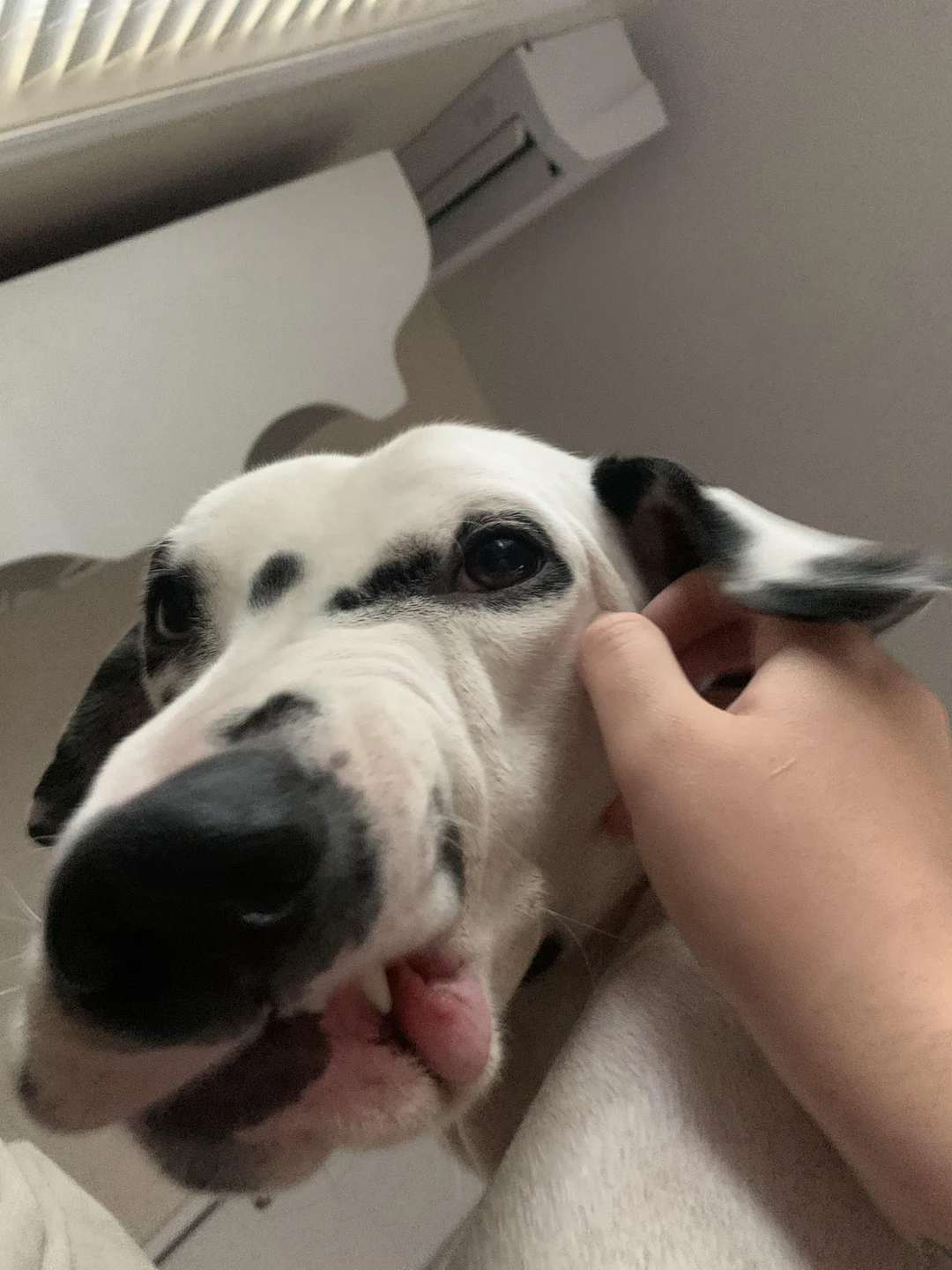 we call this look the elvis presley | Scrolller