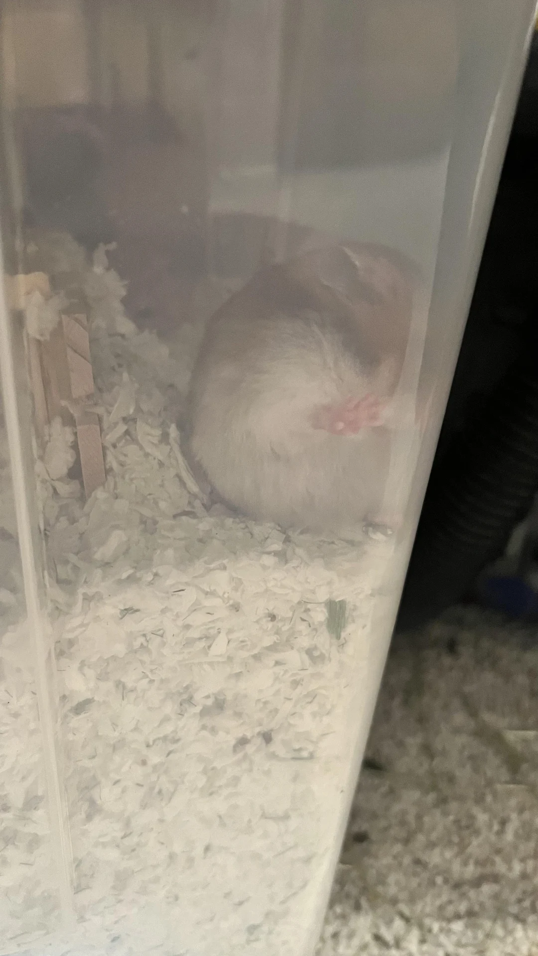 How to start taming syrian hamster? | Scrolller