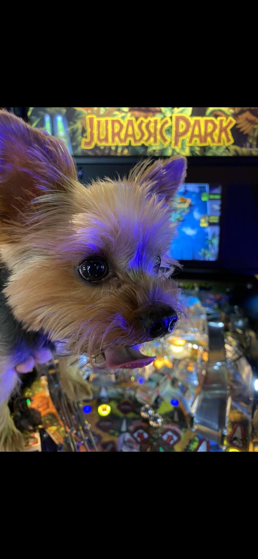 Welcome to Jurassic Bark 🐕 | Scrolller