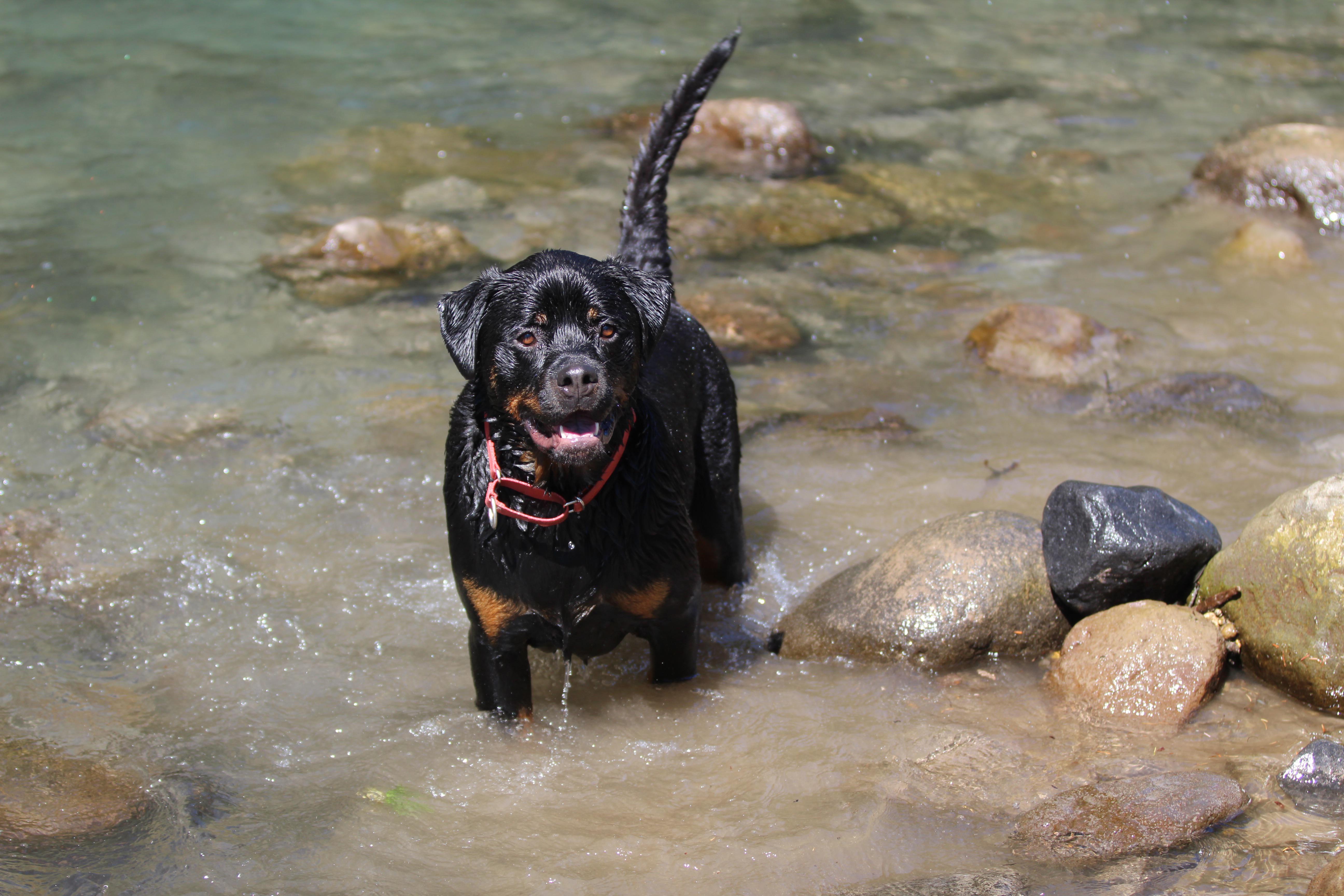 Happy Pup! | Scrolller