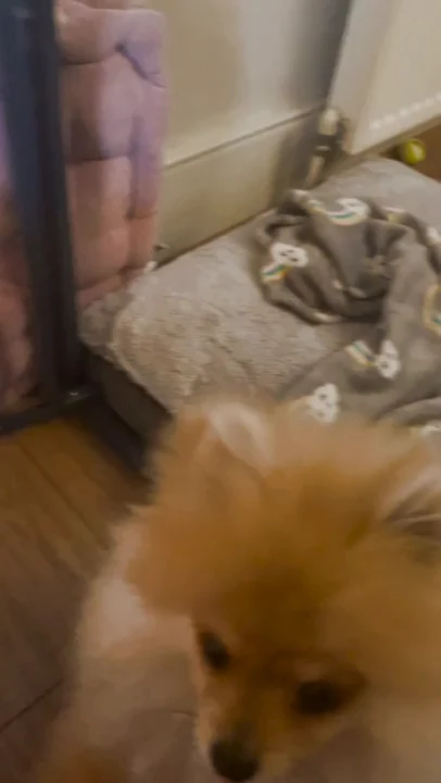 Howling Pom | Scrolller