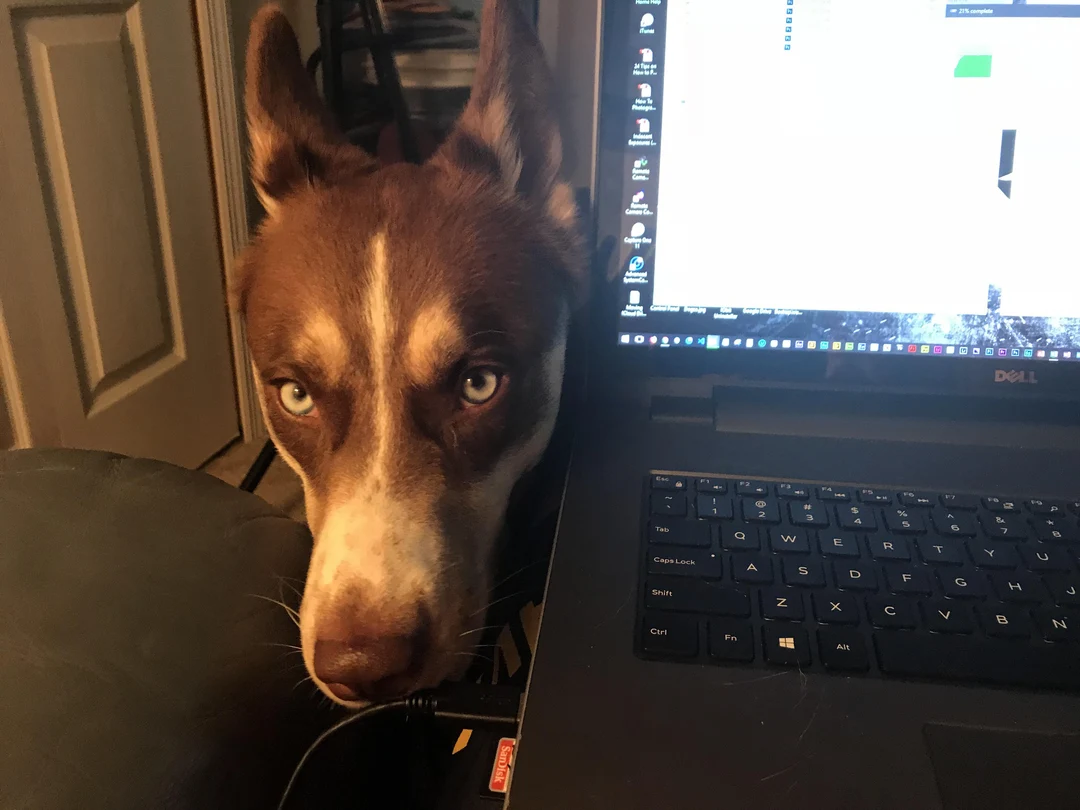 Who else gets this look when trying to use a device? | Scrolller