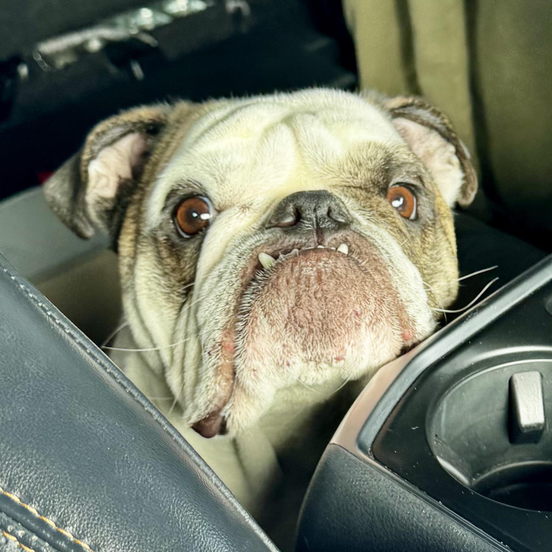 Ludo may share a name with the big friendly Labyrinth puppet but sometimes he definitely ...