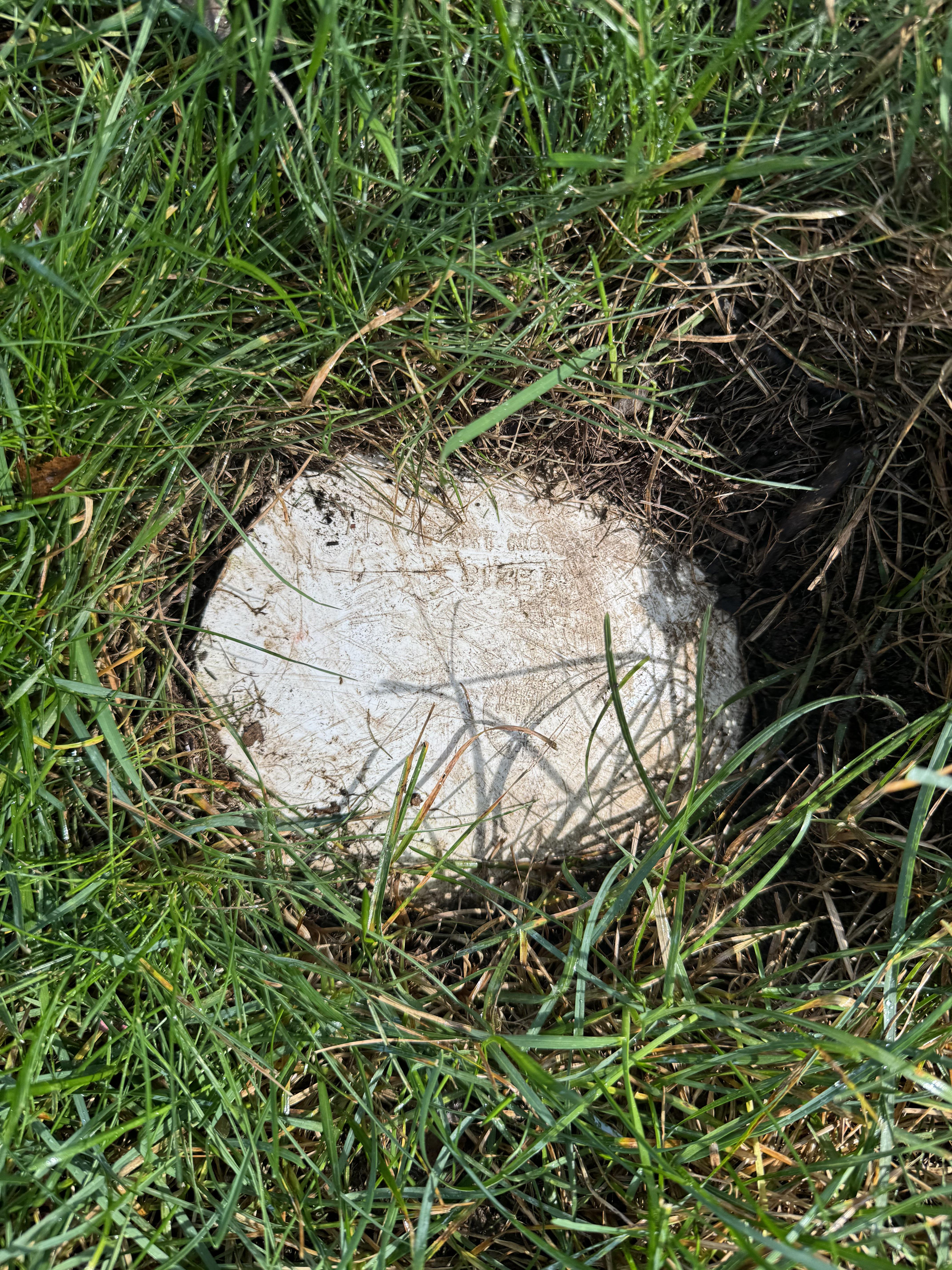 What is this white cap in my backyard? | Scrolller