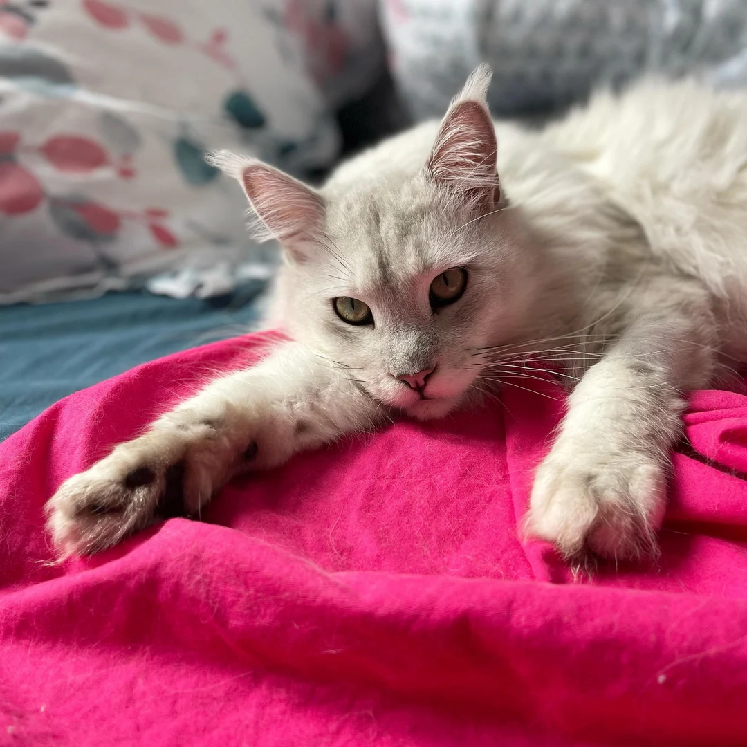 biiig furry paws | Scrolller