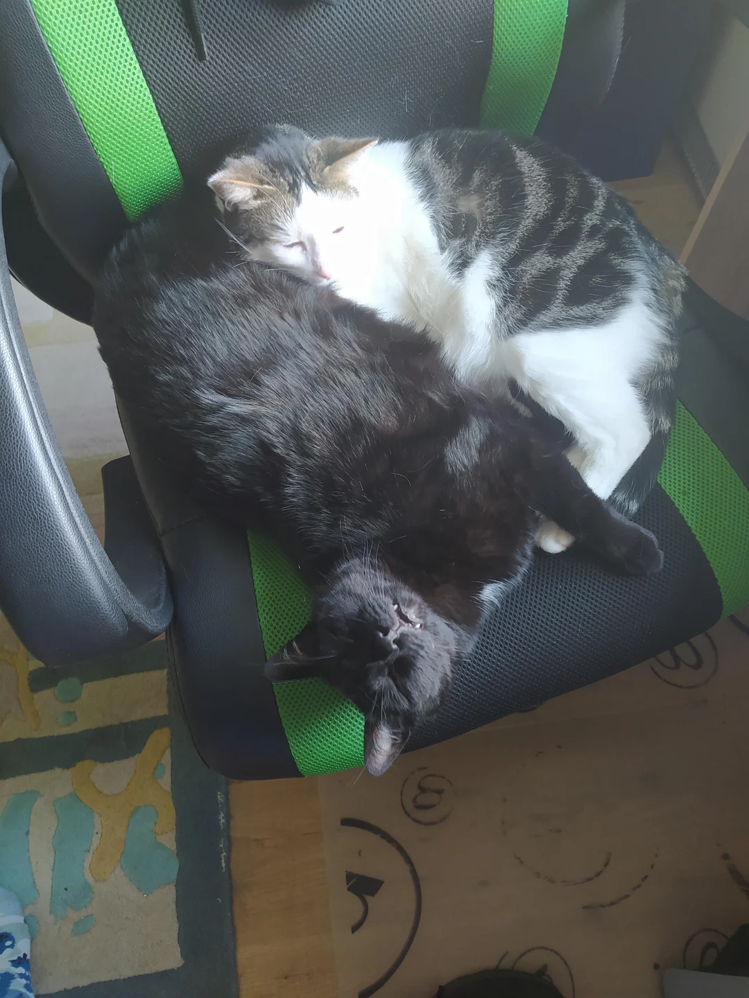 Ying Yang cats | Scrolller