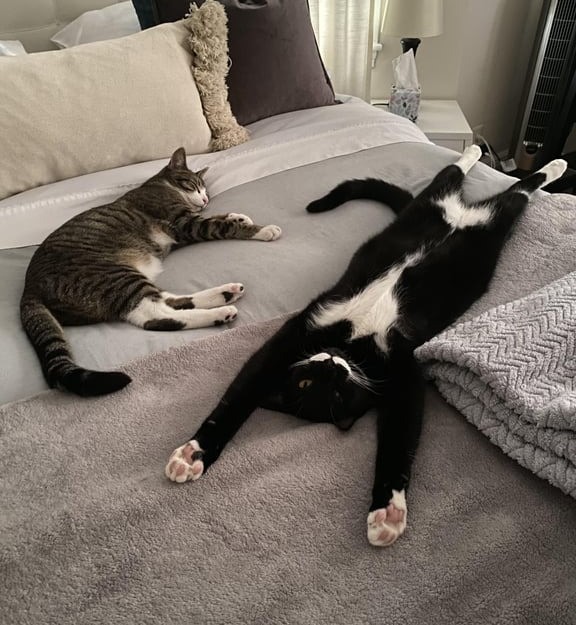 Normal cat vs. Tuxedo cat | Scrolller