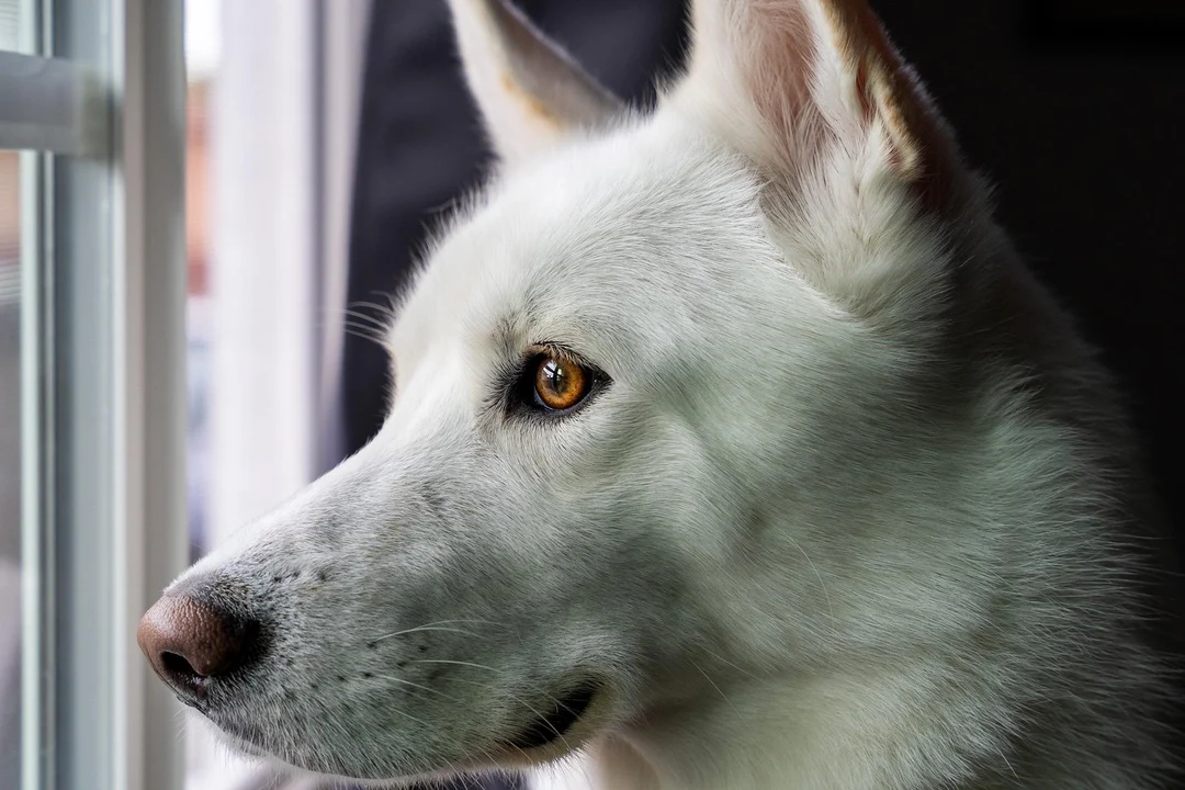 My good boy, Hank. | Scrolller