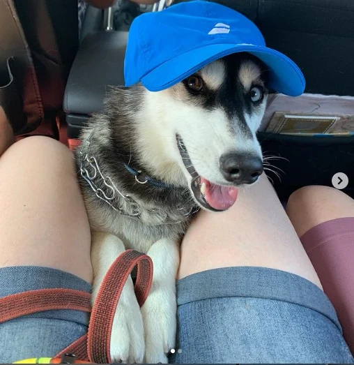 Endless charm! Share your pets' cute faces. | Scrolller