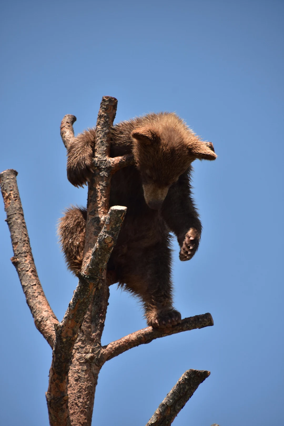 cute black bear cub climbing a tree | Scrolller