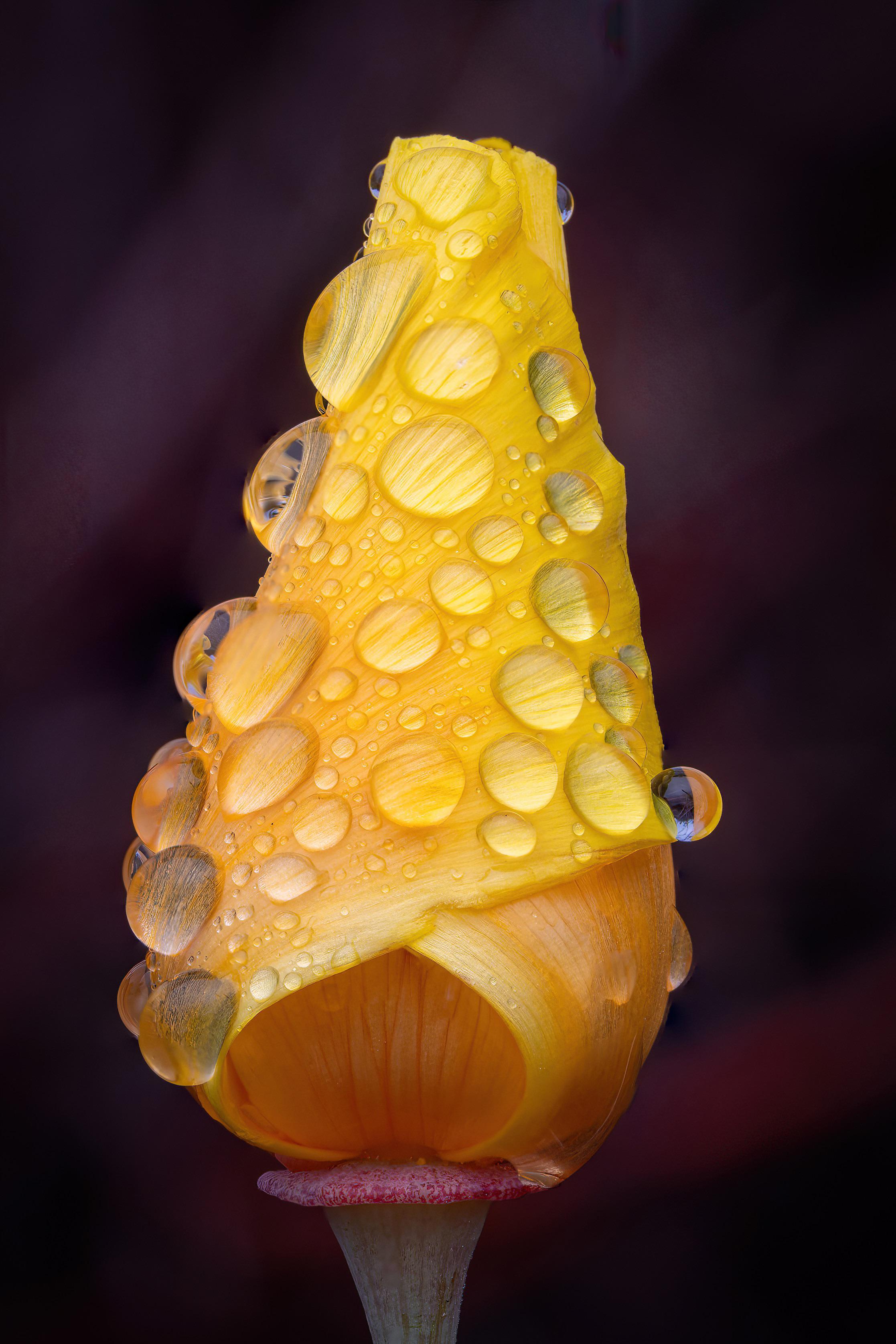 California Poppy | Scrolller