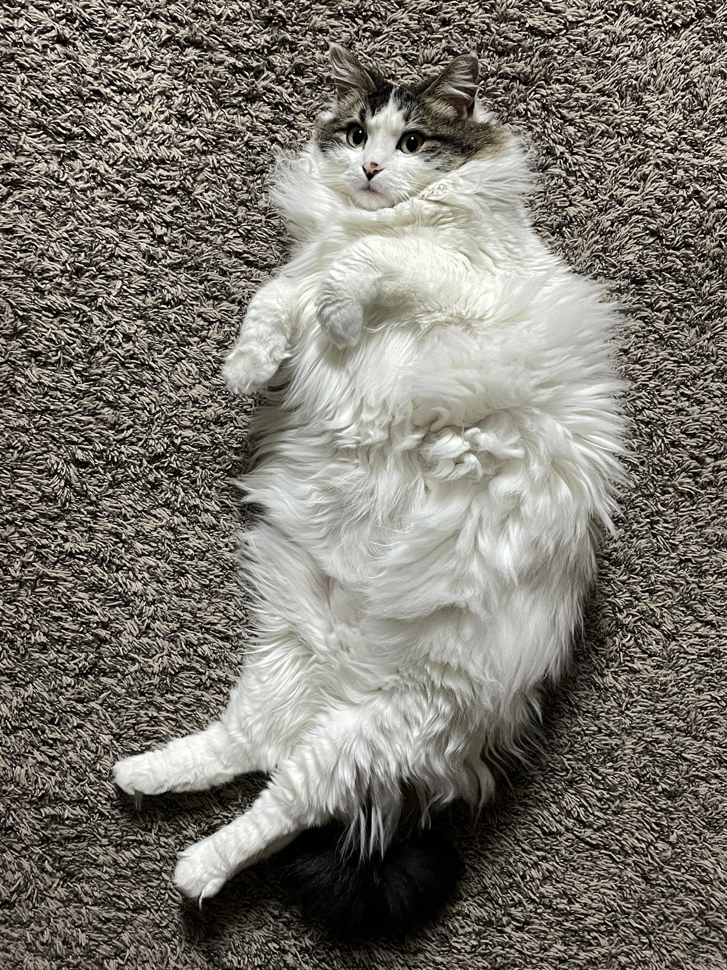 Floof :) | Scrolller